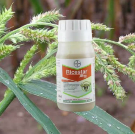 Herbisida RICESTAR XTRA 89OD 100 ML | Lazada Indonesia