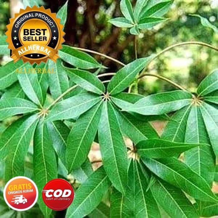 DAUN KAPUK DAUN RANDU 100GR SEGAR | Lazada Indonesia