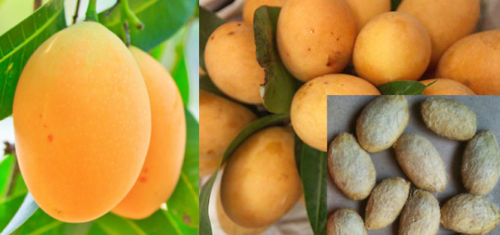 50pcs Maprang Fruit Seeds (Marian Plum Mango Gandaria Bouea macrophylla ...