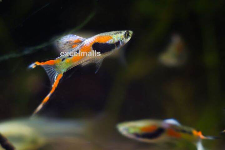 (X4 Live Fish) Male Endler Fish / Guppy Endler Fish / ikan guppy | Lazada