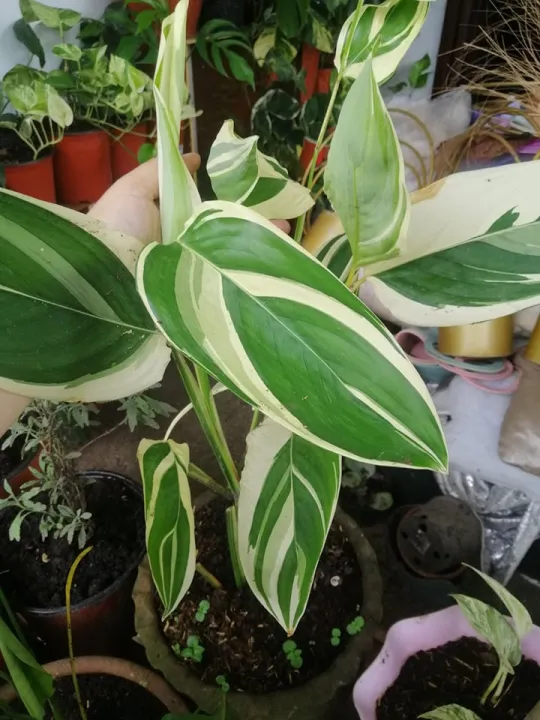 Calathea Variegated Arrow Root medium size ships nationwide - COD ...