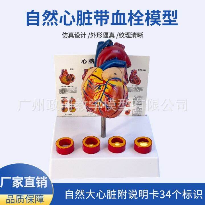 Standard anatomical removable teaching human heart model simulation ...