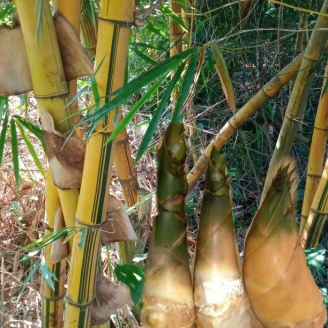 Rebung bambu kuning muda asli per 500 gram | Lazada Indonesia