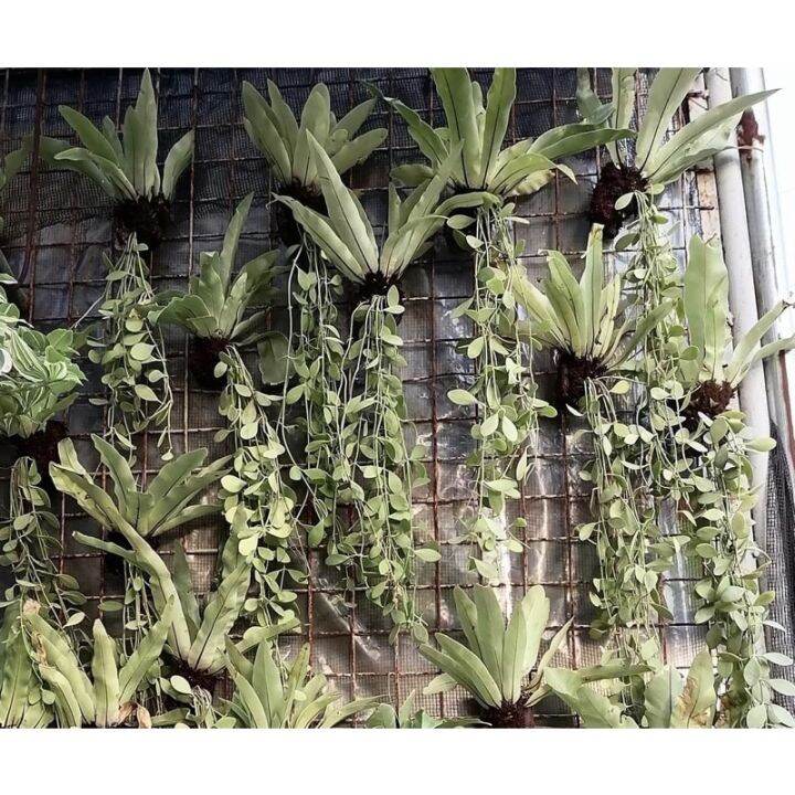 Manaog ka Irog with Dapo (Pakpak lawin ferns) Plants | Lazada PH