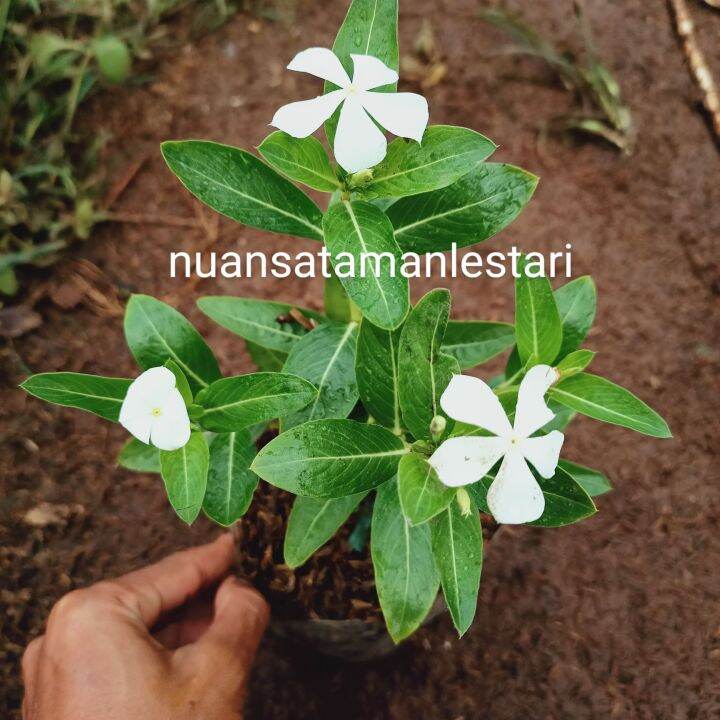 Tanaman Hias Bunga Tapak Dara Putih / Pohon Tapak Dara Putih | Lazada Indonesia