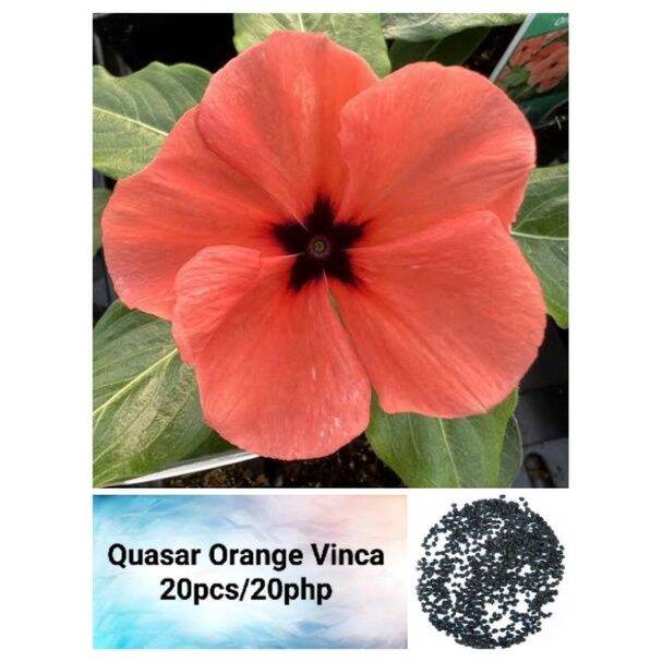 Vinca Quasar Orange Seeds | Lazada PH