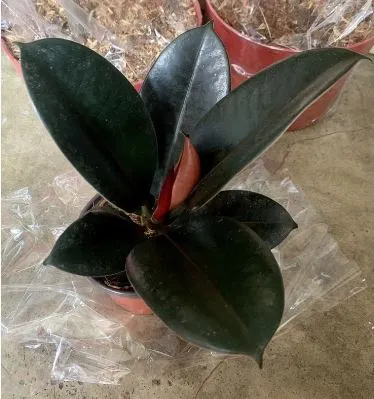 Black Prince Rubber Tree | Lazada PH