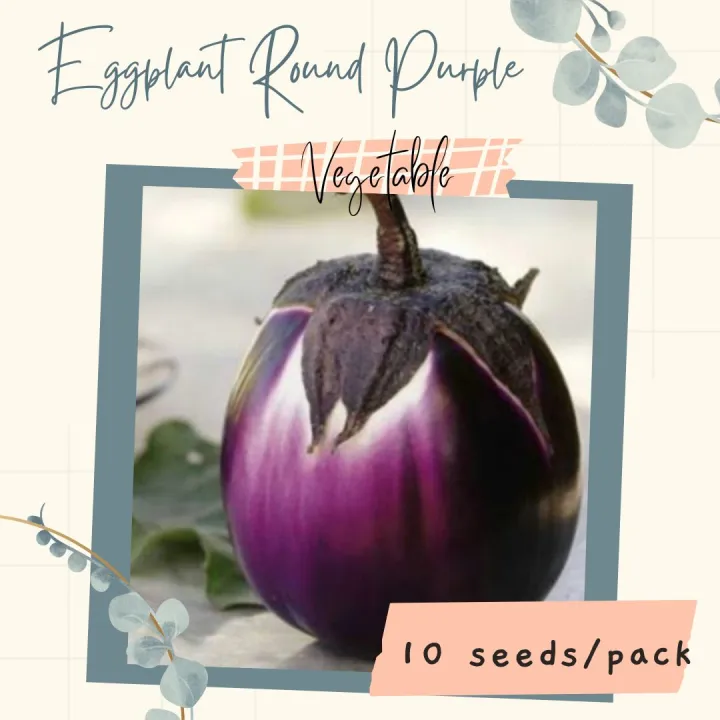 Eggplant Round Purple Seeds for Planting (10 seeds) VEGGIES | Lazada PH