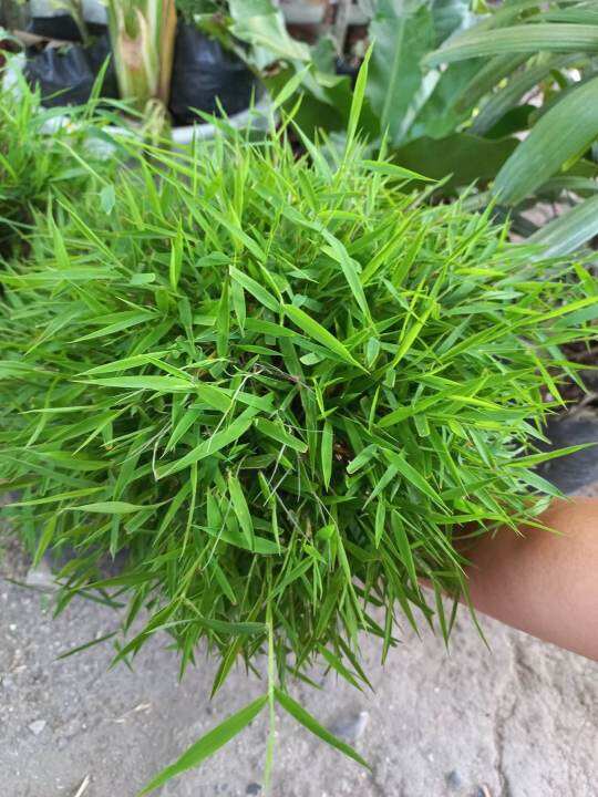 BAMBOO DWARF BURMESE BAMBOO OR CHINESE BAMBOO LIVE PLANT LIVE PLANT ...