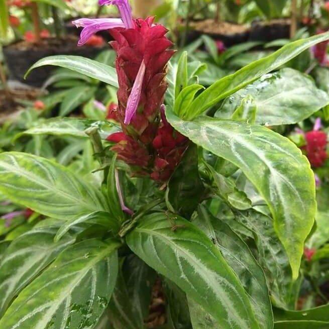 tanaman hias bunga lolipop merah tanaman outdour | Lazada Indonesia