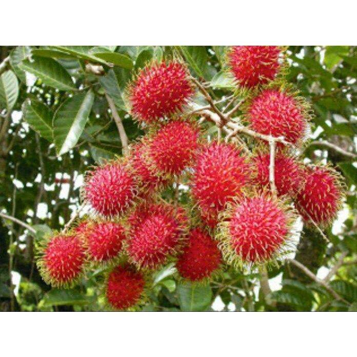 POKOK RAMBUTAN JARUM MAS HYBRID | Lazada