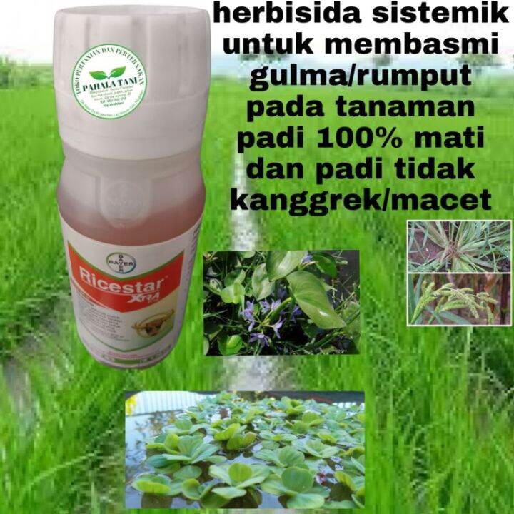 Ricestar EXTRA/100ml/racun rumput padi/hama rumput/gulma padi/rumput ...