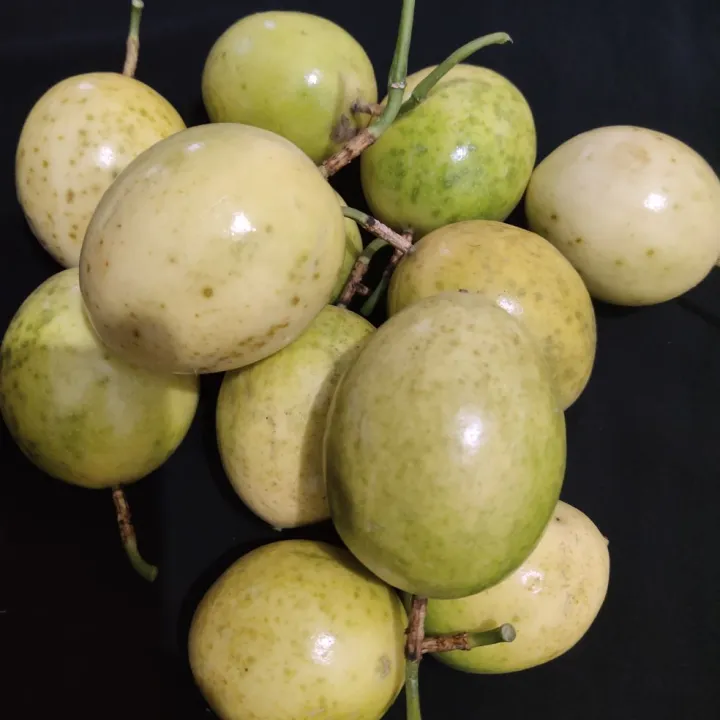 buah markisa matang markisa asam 2 kg | Lazada Indonesia