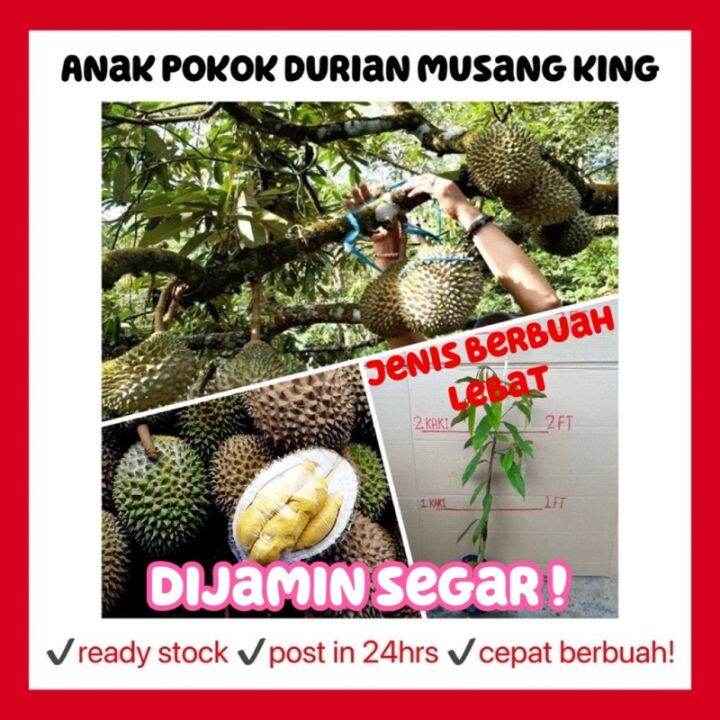 Rina • anak pokok durian musang king • dijamin segar cepat berbuah buah hybrid fruit sapling ...