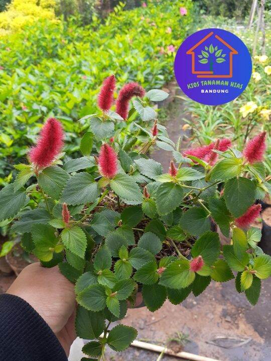 COD Tanamah hias gantung ulat merah Acalypha hispida berbunga unik dan ...