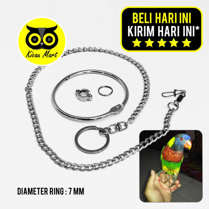 Kicau Mart Rantai Free Flying Burung Nuri Pelangi Puter Pelung Derkuku ...