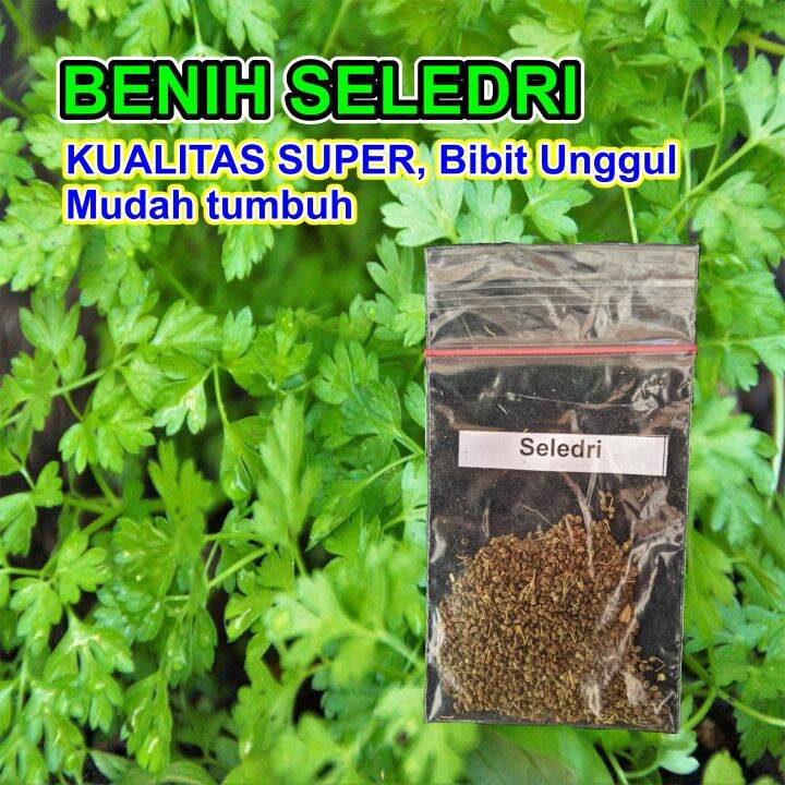 Benih Seledri Batang Besar Lokal Bibit Unggul Siap Tanam Biji Super ...