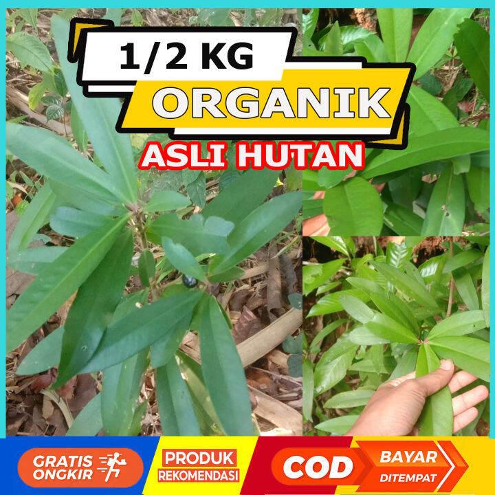 Daun Lempeni Segar 500 gram Organik Pesan Petik Kirim | Lazada Indonesia