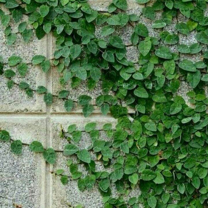 tanaman rambat dolar mini / tanaman rambat di tembok | Lazada Indonesia