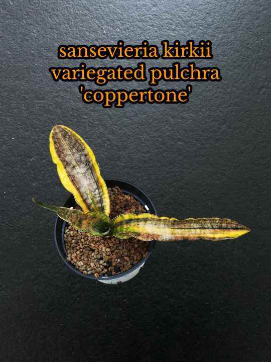 Sansevieria Kirkii variegated Pulchra 'coppertone' | Lazada PH