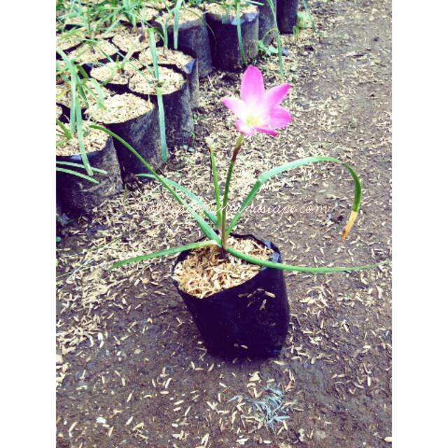 Tanaman Tulip Bunga Pink Tanaman Kucai Tulip Pink Tanaman Rain Lily ...