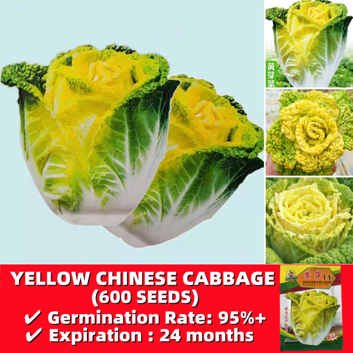Organic Yellow Chinese Cabbage Seeds Easy To Grow in Philippines - 600 ...