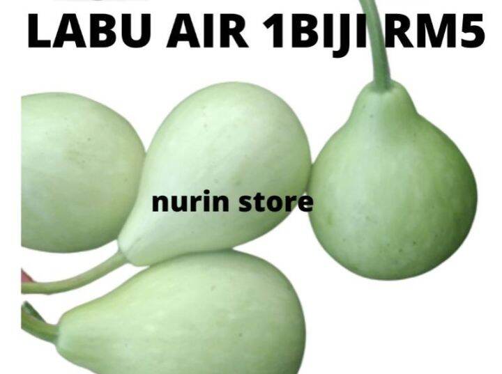 LABU AIR 1 BIJI RM5 LABU AIR FRESH | Lazada