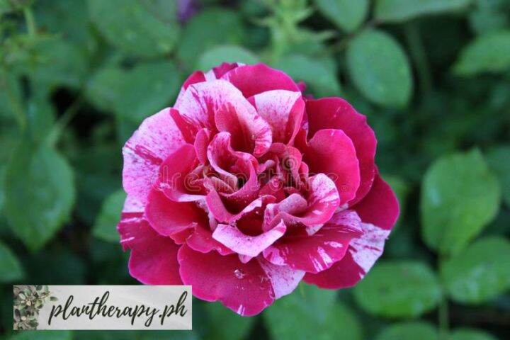 Variegated Piti Mini Rose (Limited Stocks Only) - Free pot and white ...