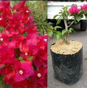 tanaman hias bugenvil-pohon bugenville bunga kertas-tanamaman hias ...