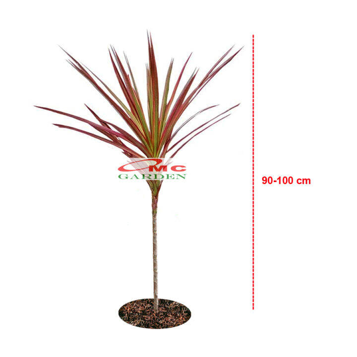 Tanaman Hias Dracaena Marginata Dragon Tree Tricolor Tri Color Merah ...