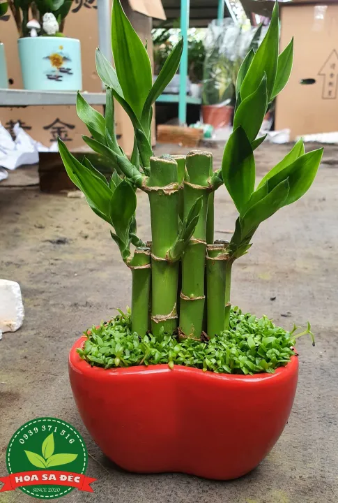 Cây Trúc Phát Lộc | Lazada.vn