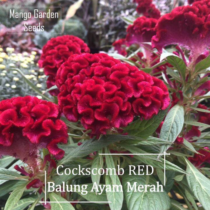 Balung Ayam Sangat Merah Seeds - 100 Seed *Pot Friendly* Tanam Pasu ...
