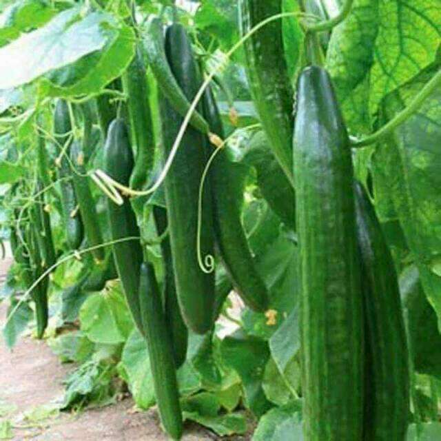 100 bibit timun Arab panjang Besar unggul no 1 | Lazada Indonesia