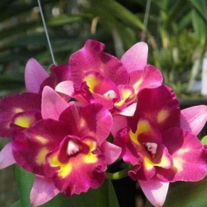 ANGGREK CATTLEYA LC CHOMYONG BEAUTY | Lazada Indonesia