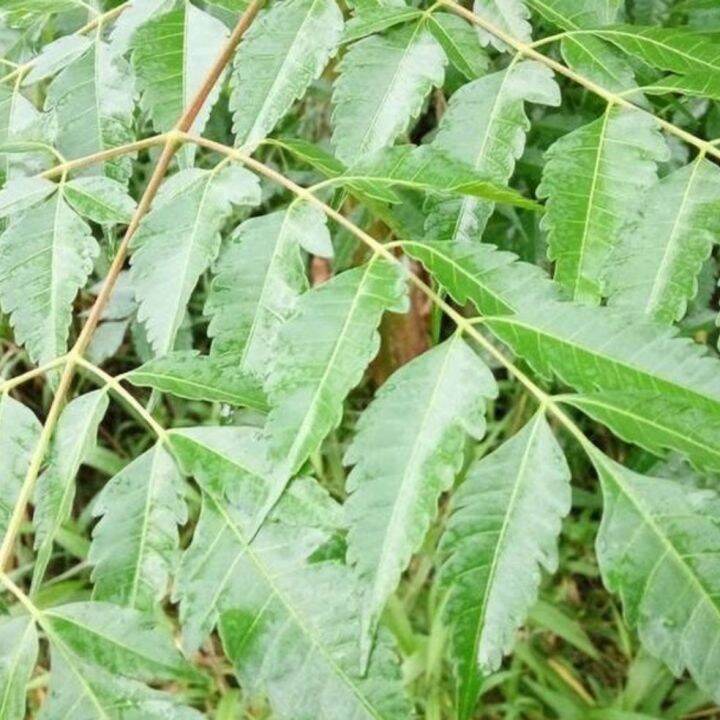 Anak Pokok mambu / Neem / semambu | Lazada