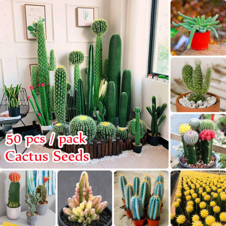 [Hot Sale] Rare Mixed Species Cactus Seeds for Planting (50 Seeds Per ...