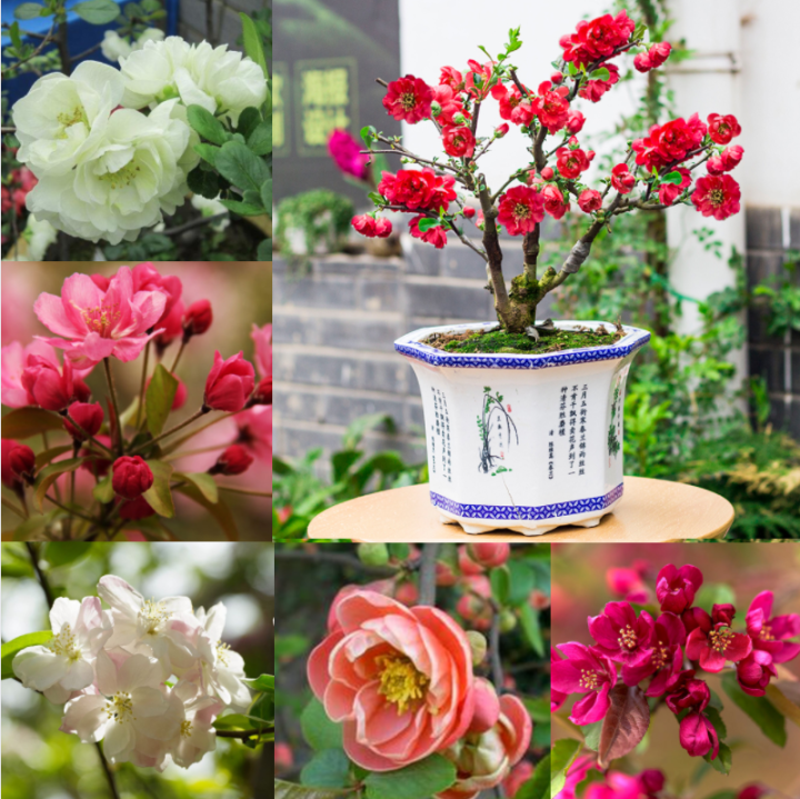Beautiful Colored Bonsai Haitang Potted Plant 100-150 Seeds Malus ...
