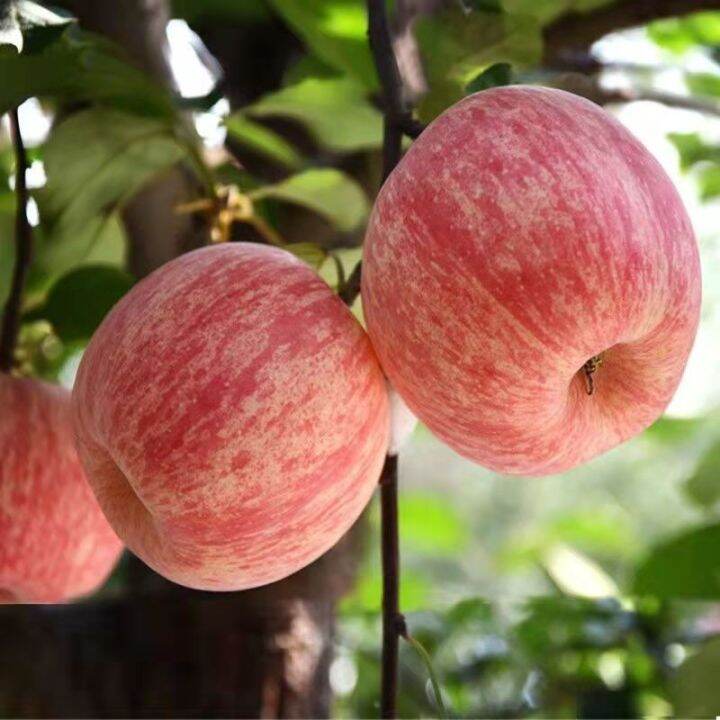 Very Good Dwarf Apple Plant Fruit Seeds for Planting Benih Pokok Buah Bonsai Tree Live Plant ...