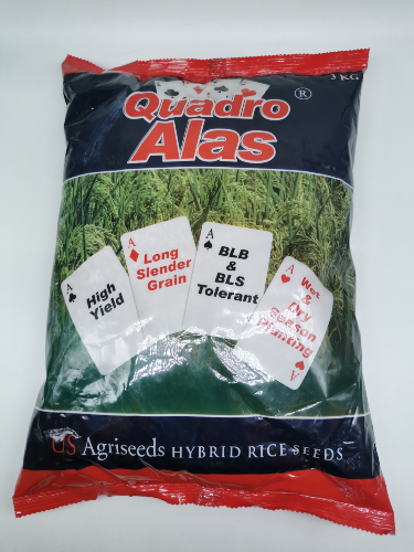 QUADRO ALAS HYBRID RICE SEEDS 3 KILOGRAMS PACK by SEEDWORKS | Lazada PH