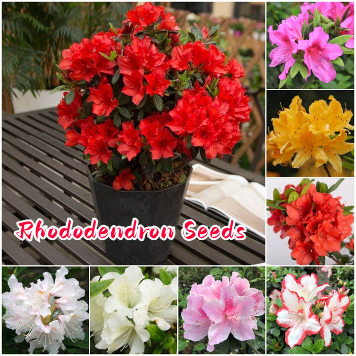 [Easy to grow in Malaysia] Rhododendron Seeds (50pcs, Mixed Color ...