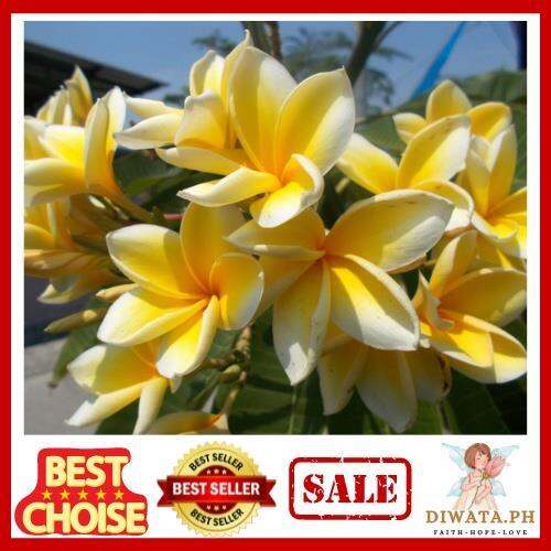 Hawaiian Calachuchi Yellow Frangipani Kalachuchi Fragrant Plumeria ...