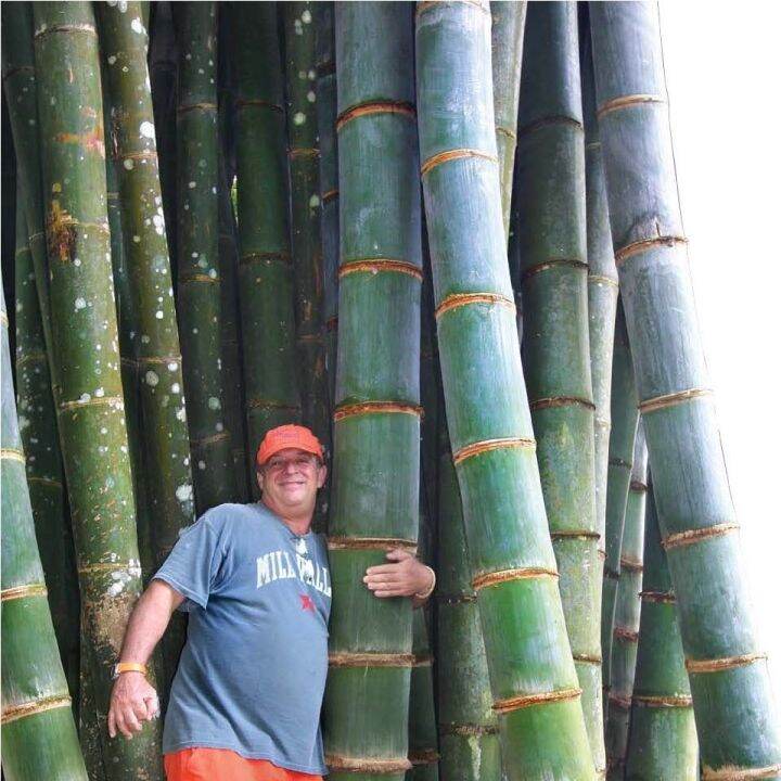 Treated Giant Bamboo Dendrocalamus Asper Tingi Price | Lazada PH