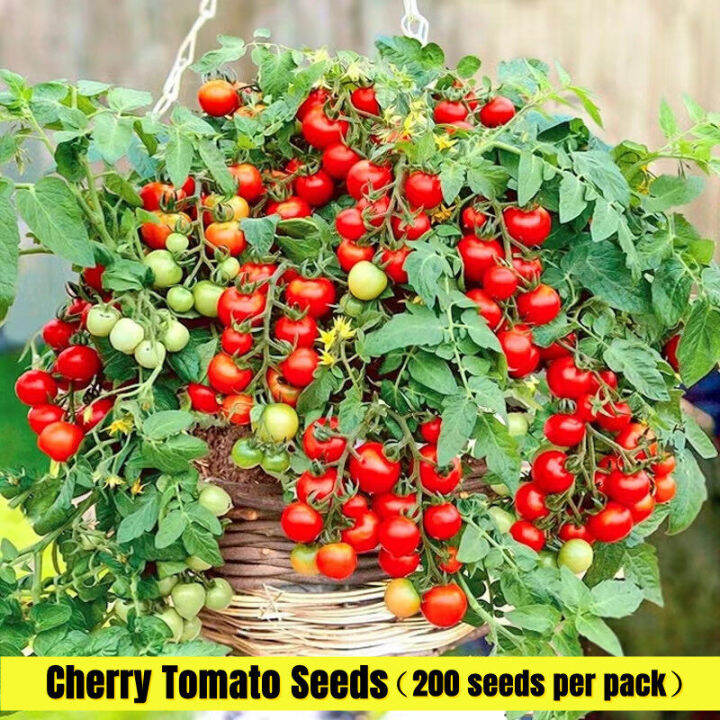 200 Seeds/pack Cherry Tomato Seeds for Planting Vegetable Plants-Green House Bonsai Cherry ...