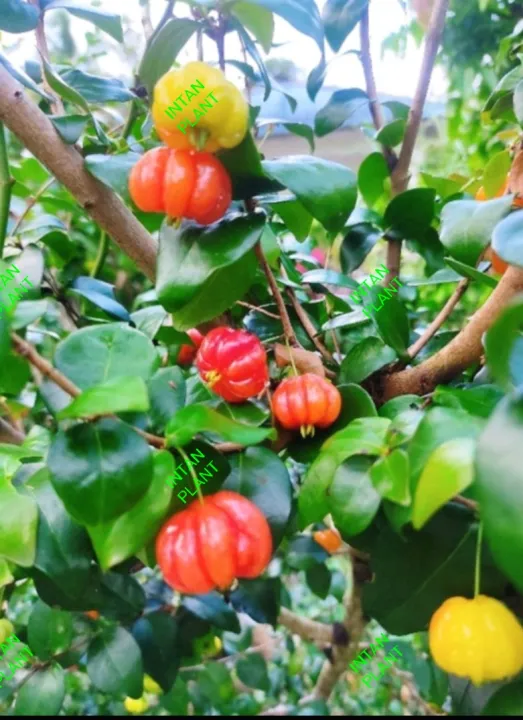 Anak Pokok Surinam Cherry live plant ( Cermai Merah ) / 八角櫻桃 | Lazada