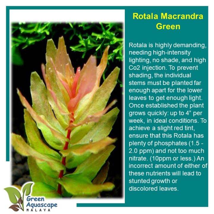 Rotala Macrandra Green Emersed | Lazada