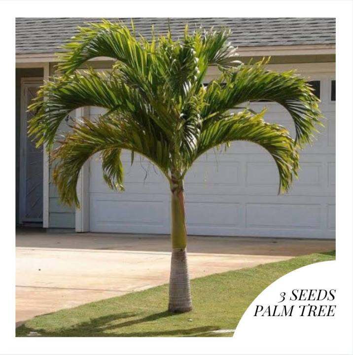 Palmera Palm Tree Outdoor Plant for Planting Garden 5 Seeds Binhi ...