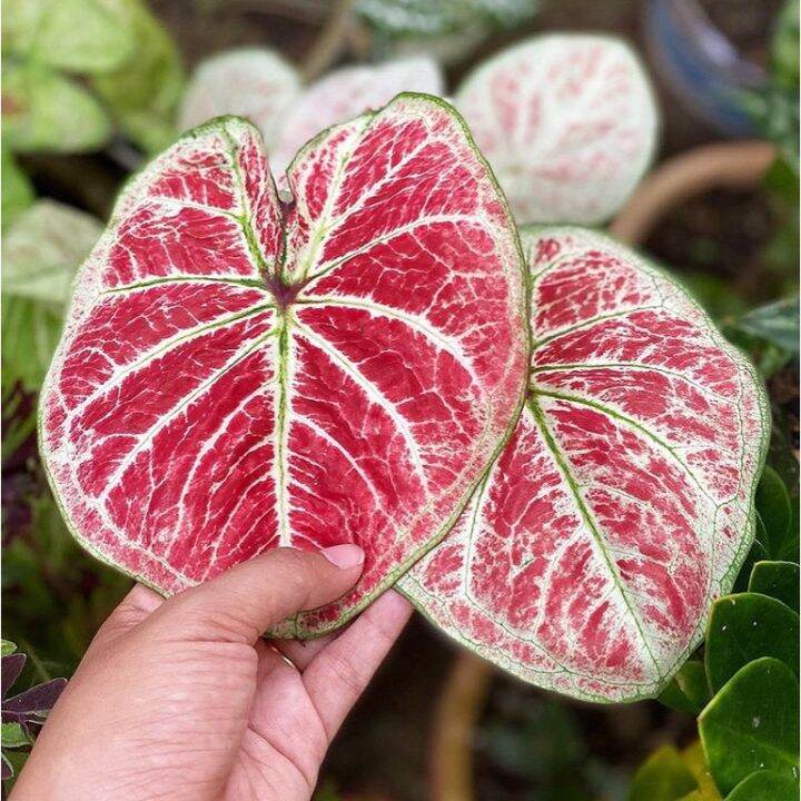 [ Special ] Keladi tembikai/ keladi hiasan viral / Keladi/ Caladium Zap ...