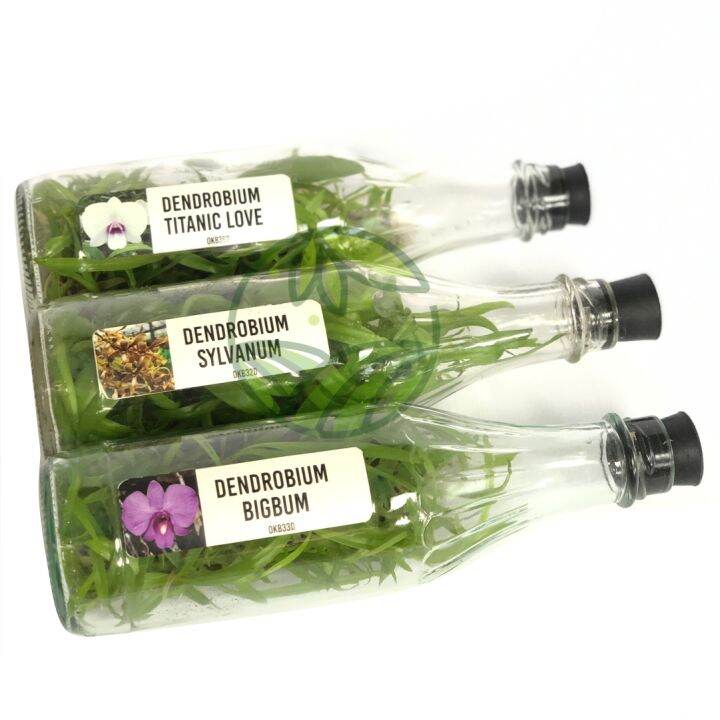 Anggrek Dendrobium Bibit Anggrek Dendrobium Hybird Murah Koleksi ...