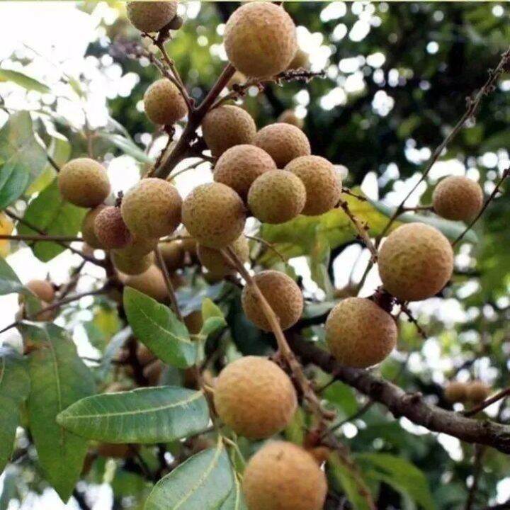 Four seasons longan seedlings grafted fruit saplings planted in the ...
