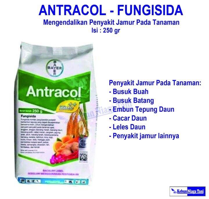 Fungisida ANTRACOL 70WP - Antracol 250 gram - Fungisida Anti Jamur ...